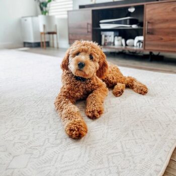 Pet Rugs for Every Home: Furry Friends, Fashionable Floors
