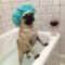 Get to Know The Most Famous Pets of Instagram - Top 20 Pet Influencers