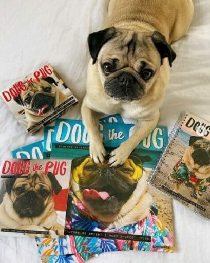 Get to Know The Most Famous Pets of Instagram - Top 20 Pet Influencers